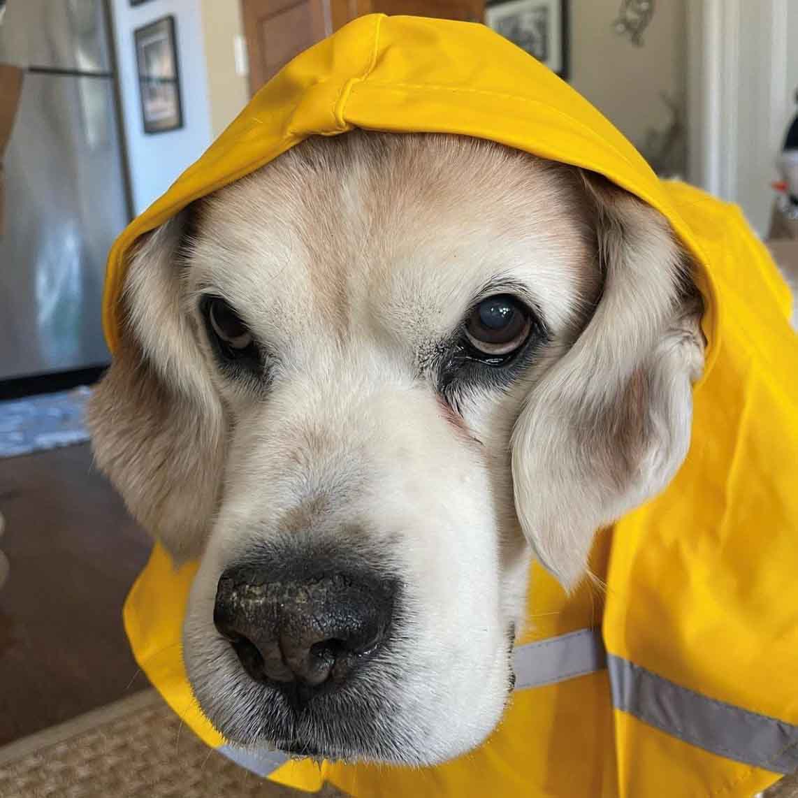 Baron Bortner - GRRAND - Golden Retriever Rescue