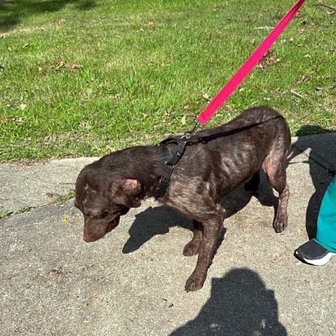 Home – GRRAND - Golden Retriever Rescue