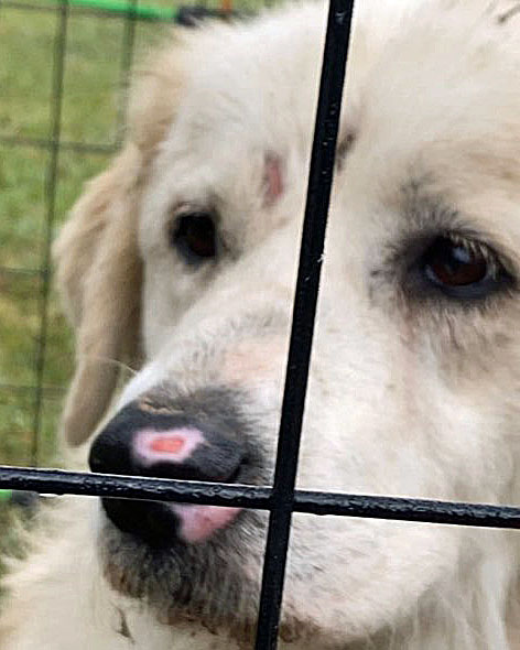 Home – GRRAND - Golden Retriever Rescue