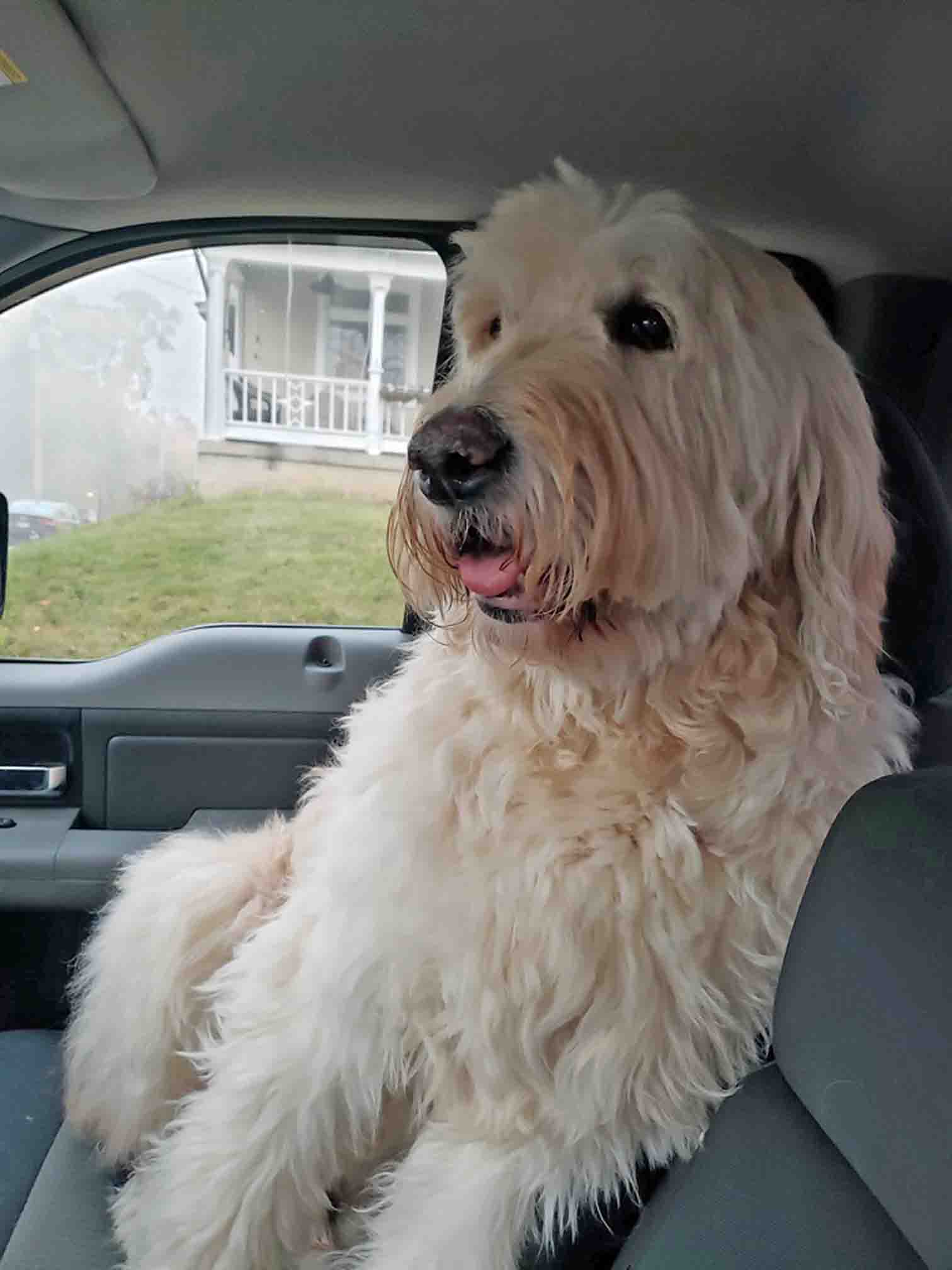 Murphy - GRRAND - Golden Retriever Rescue